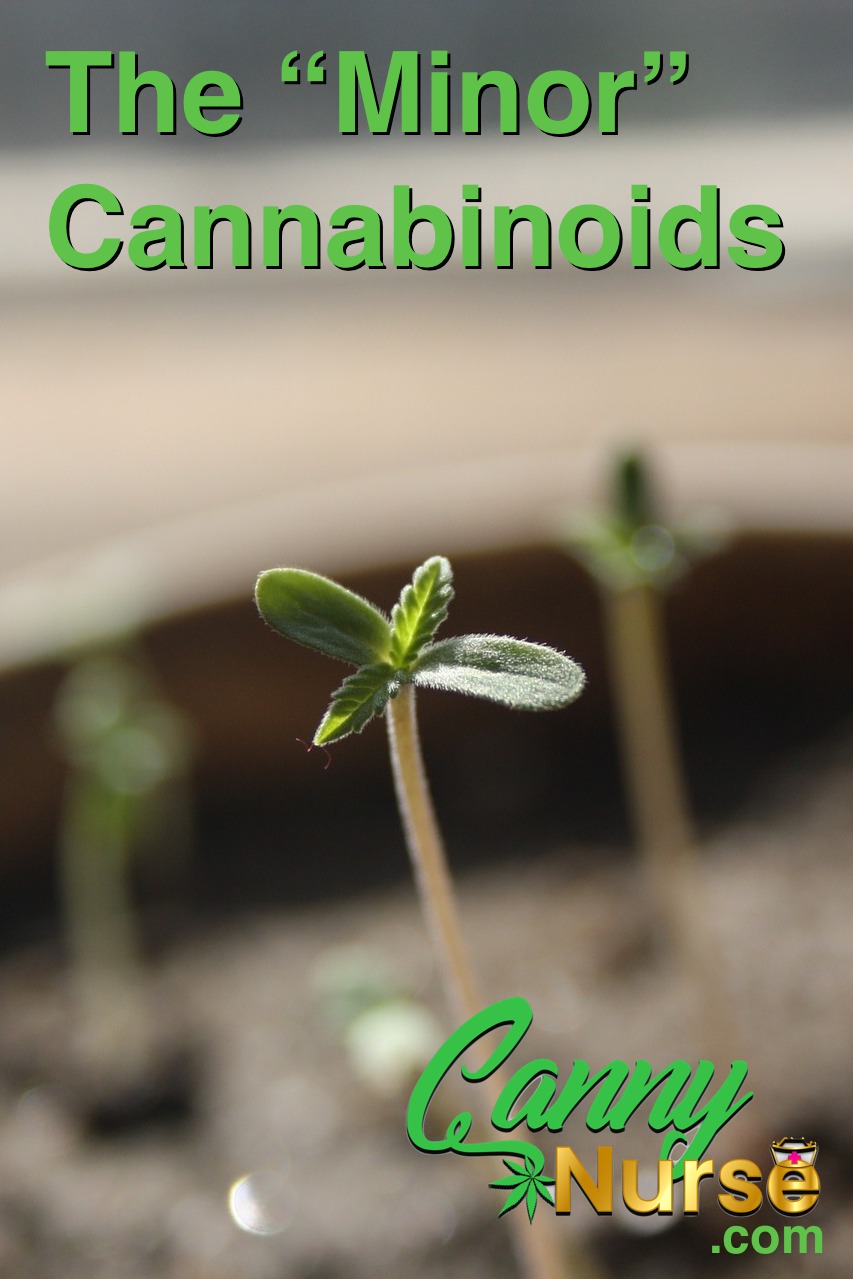 Phytocannabinoids (Plant-based Medicine) – CannyNurse.com